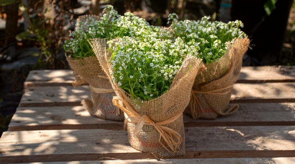 How to Plant, Grow, and Care for 'Tiny Tim' Sweet Alyssum
