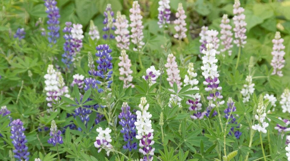 15 Beautiful Varieties of Baptisia for Your Garden