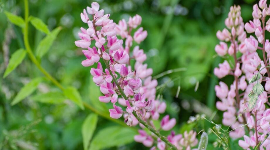 15 Beautiful Varieties of Baptisia for Your Garden