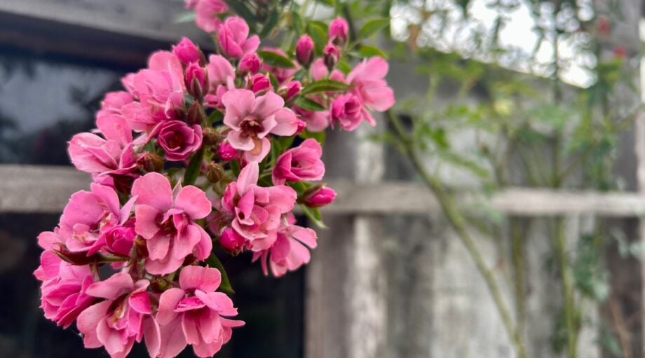 21 Most Beautiful Roses for Valentine's Day