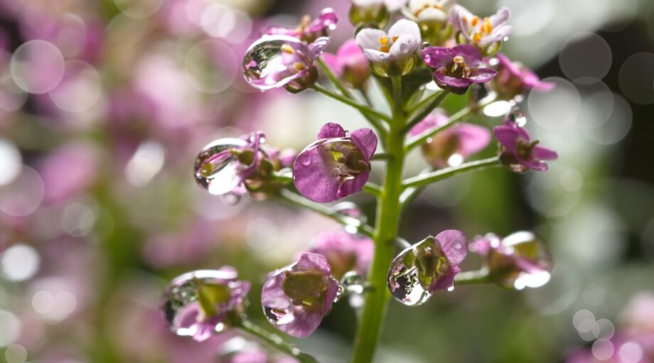 How to Plant, Grow, and Care for 'Rosie O'Day' Sweet Alyssum