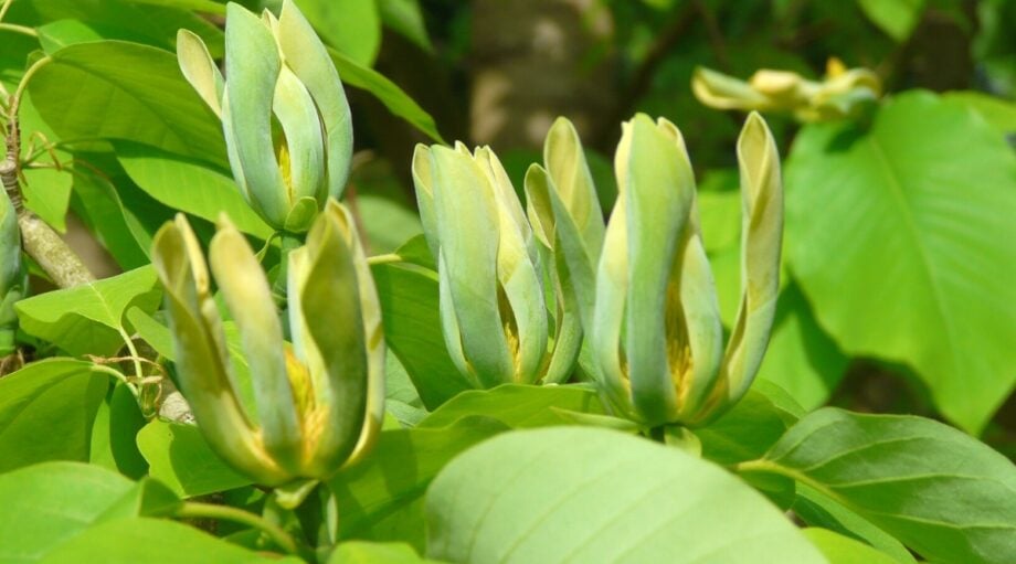 21 North American Native Flowering Trees