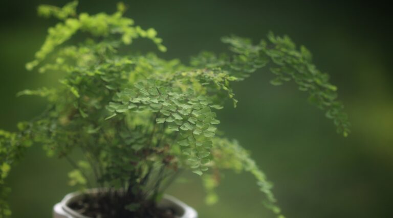How to Plant, Grow, and Care for Maidenhair Ferns