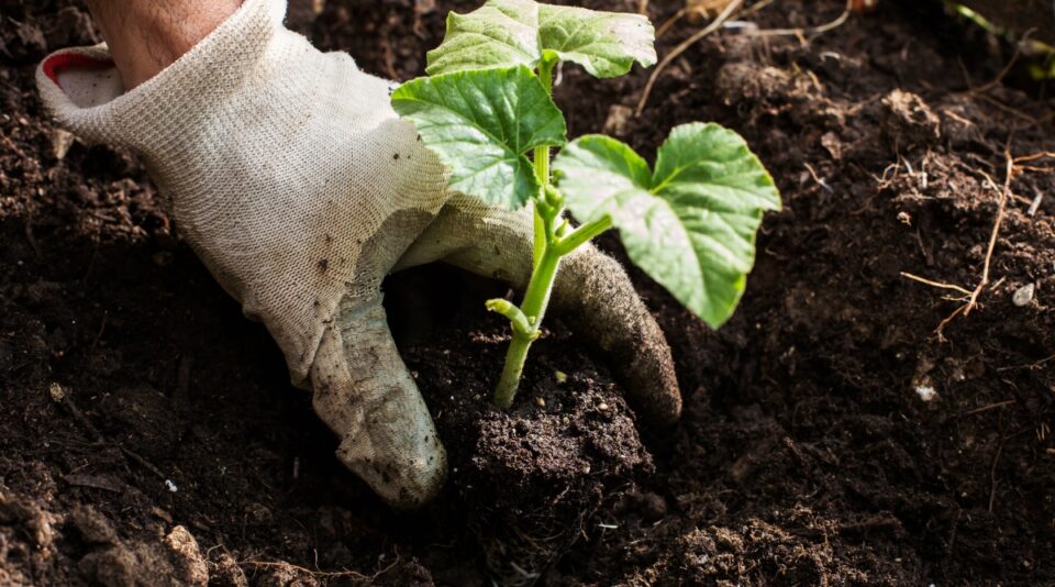 21 Easy to Start Seeds for Beginner Gardeners