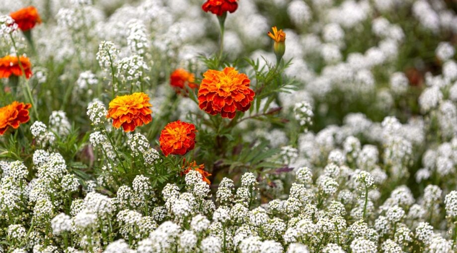 How to Plant, Grow, and Care for 'Tiny Tim' Sweet Alyssum