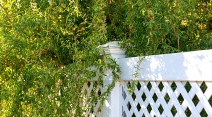How to Plant, Grow, and Care For Corkscrew (Curly) Willow