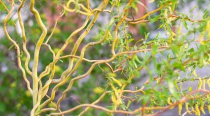 How to Plant, Grow, and Care For Corkscrew (Curly) Willow
