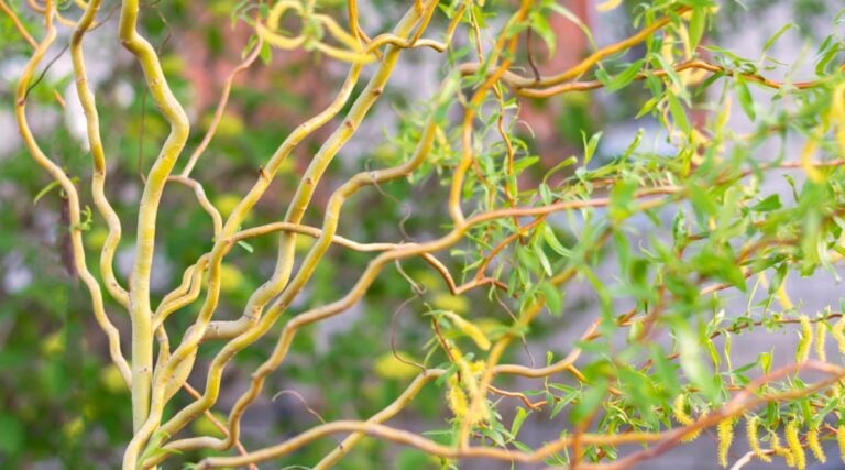How To Plant Grow And Care For Corkscrew Curly Willow