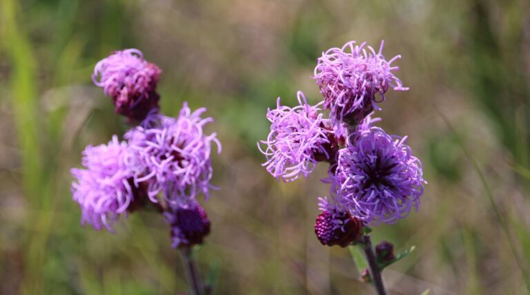 9 Varieties of Blazing Star for Your Native Garden