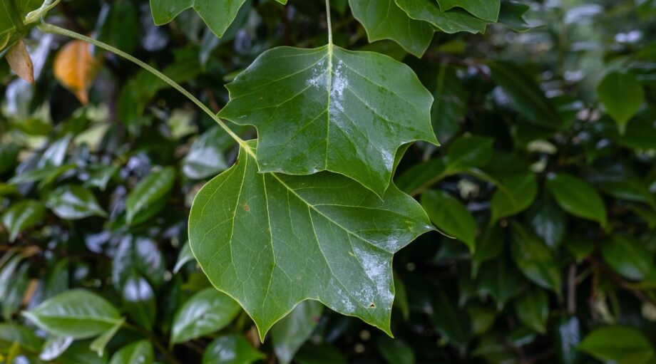 How to Plant, Grow, and Care for Tulip Trees