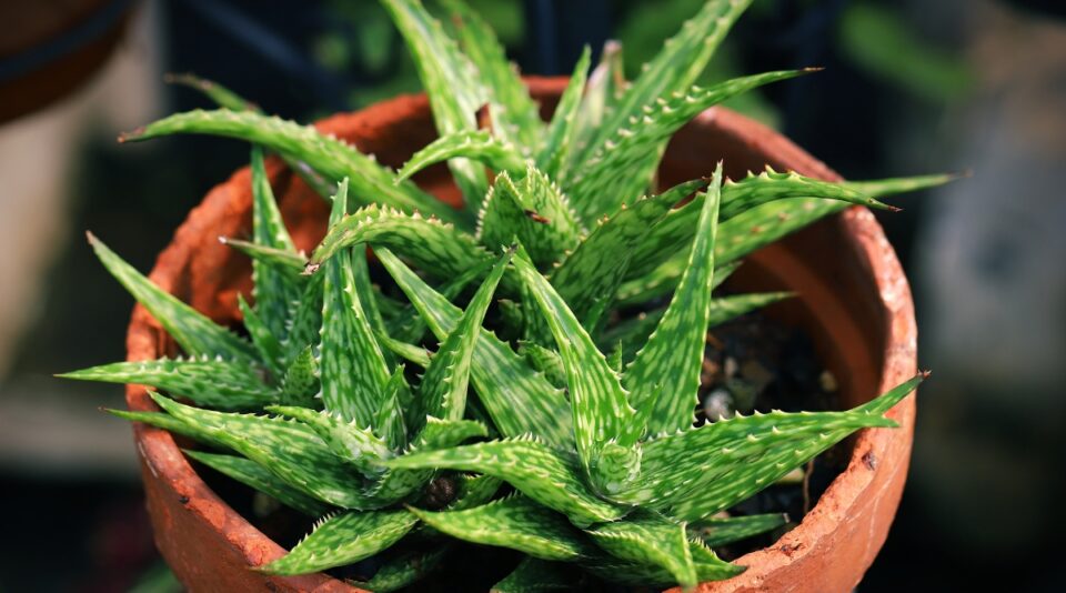 Which Succulents Are Safe for Pets? (And 7 Plants to Avoid)