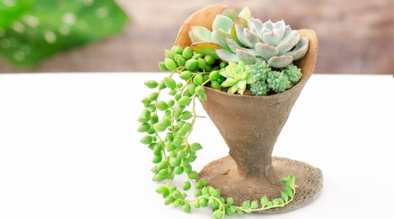 27 Beautiful Succulent Container Arrangements