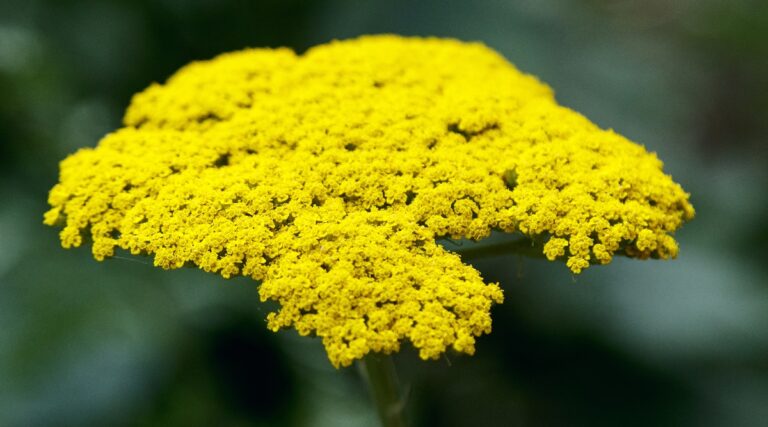 15 Beautiful Yarrow Varieties for Your Garden