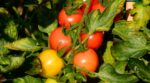 15 Disease-Resistant Tomato Varieties For Your Garden