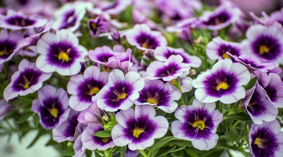 19 Gorgeous Varieties of Calibrachoa (Million Bells)