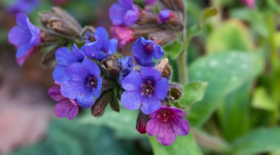 20 Gorgeous Wildflowers for Shade Gardens