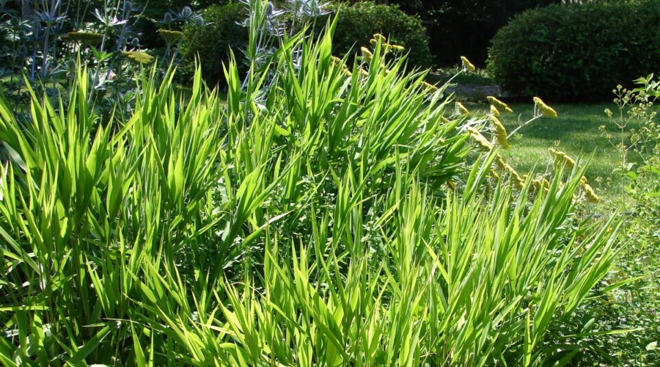 21 Best Ornamental Grasses for Full Sun
