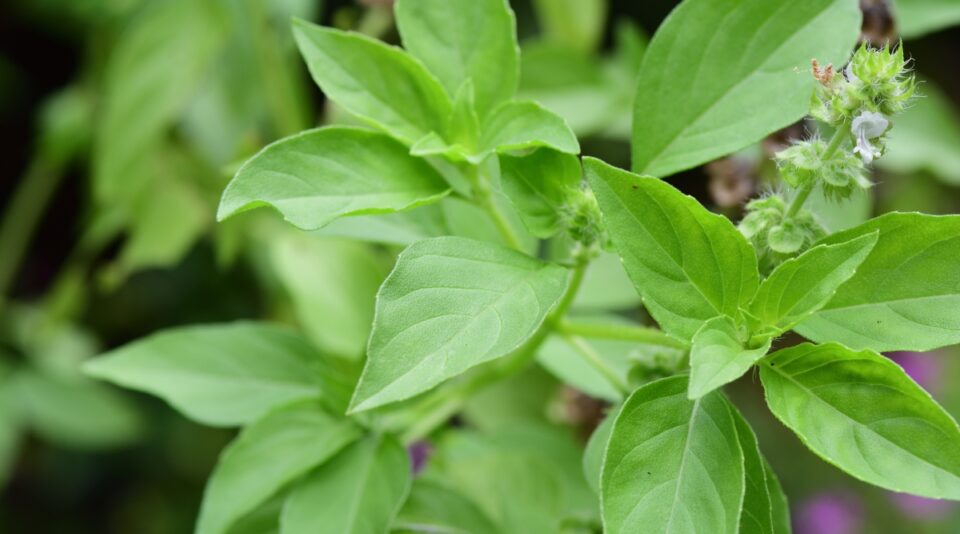 19 Types Of Flavorful Basil For Your Garden