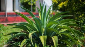 How to Plant, Grow, and Care for Agave Plants