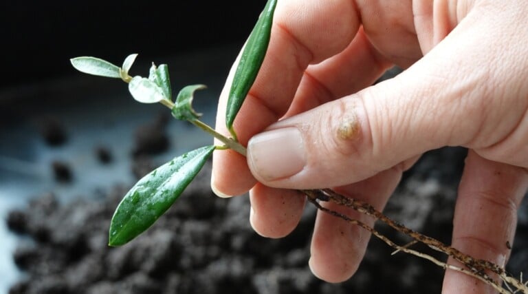 How to Grow, Plant, and Care For Indoor Olive Trees