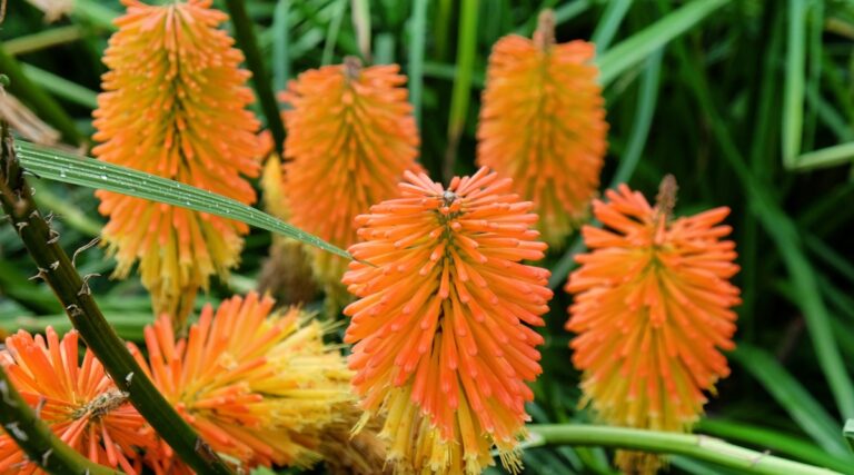 How to Plant, Grow, and Care for Red Hot Poker Plants