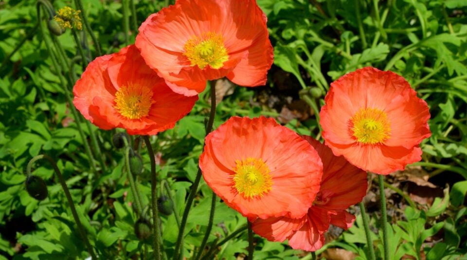 How to Plant, Grow, and Care for Iceland Poppies