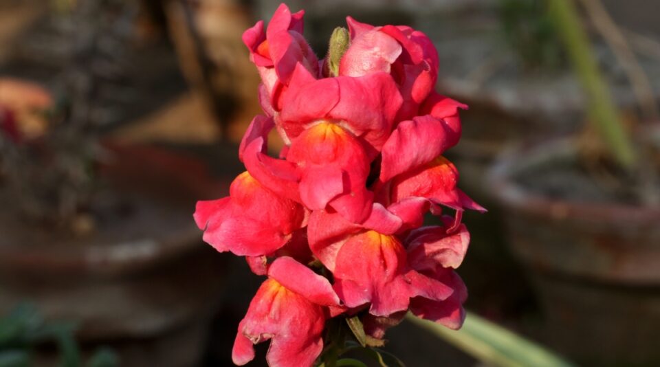 24 Flowers to Sow Early in the Season