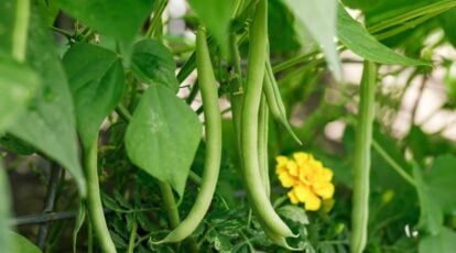 21 Easy to Start Seeds for Beginner Gardeners