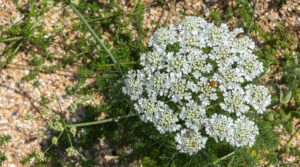 How to Plant, Grow, and Care for Orlaya