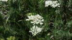 How to Plant, Grow, and Care for Orlaya