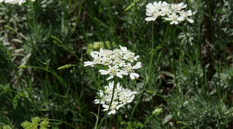 How to Plant, Grow, and Care for Orlaya