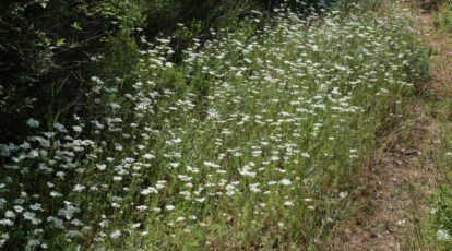 How to Plant, Grow, and Care for Orlaya