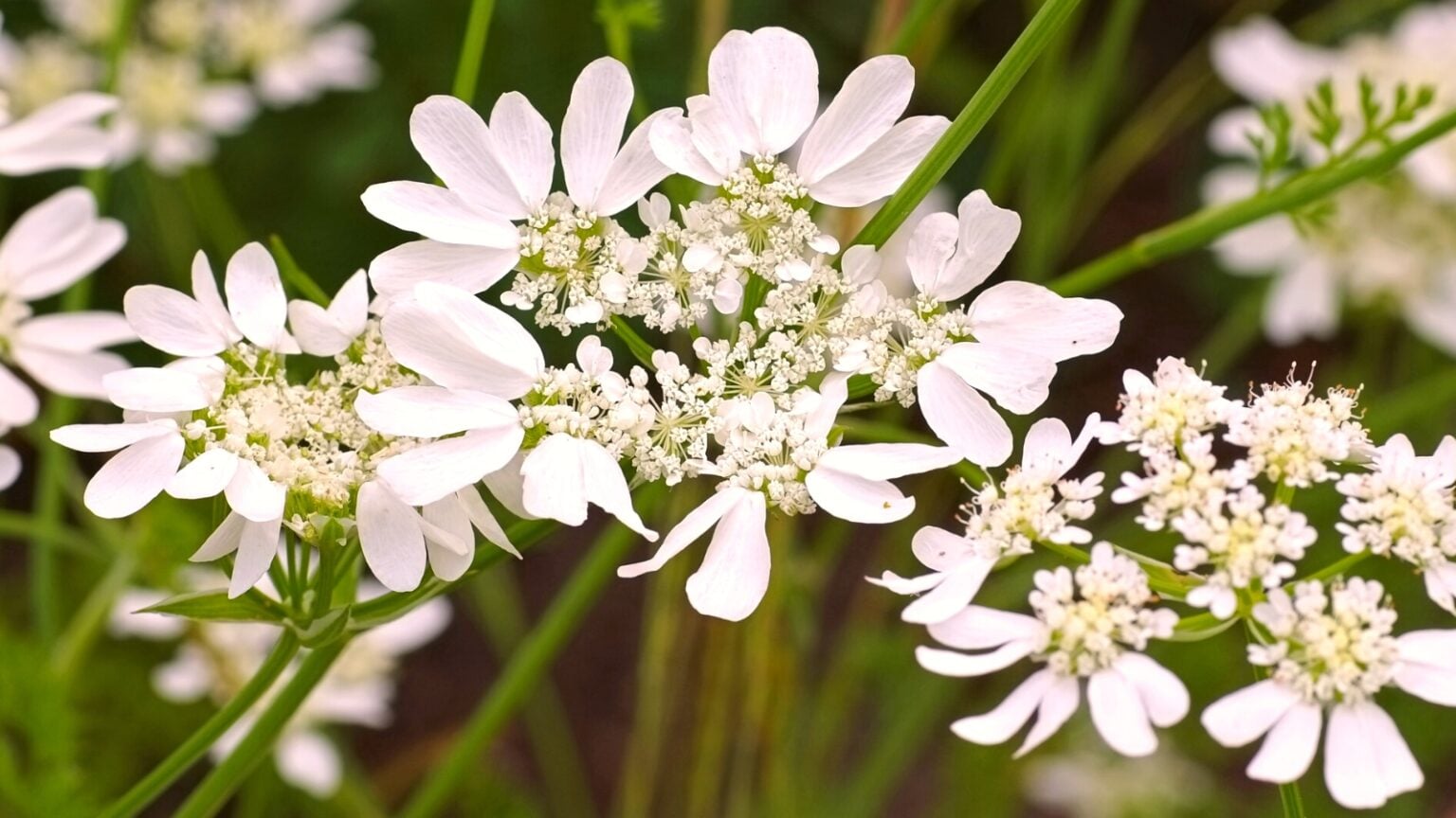 9 Cutting Flowers that Benefit from Fall Sowing: Reap Tall Stems and ...