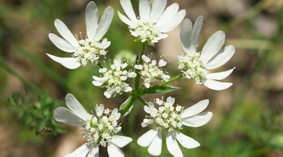 How to Plant, Grow, and Care for Orlaya