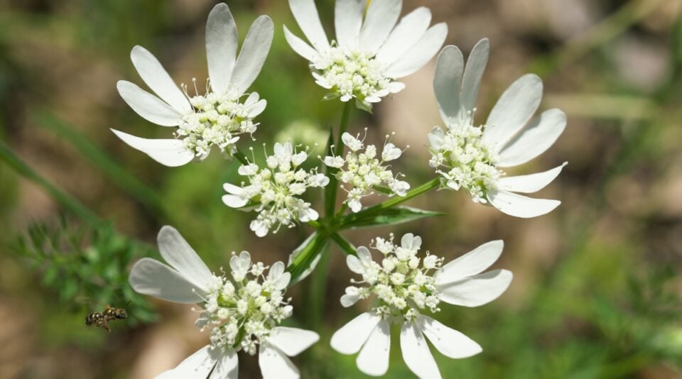 How to Plant, Grow, and Care for Orlaya