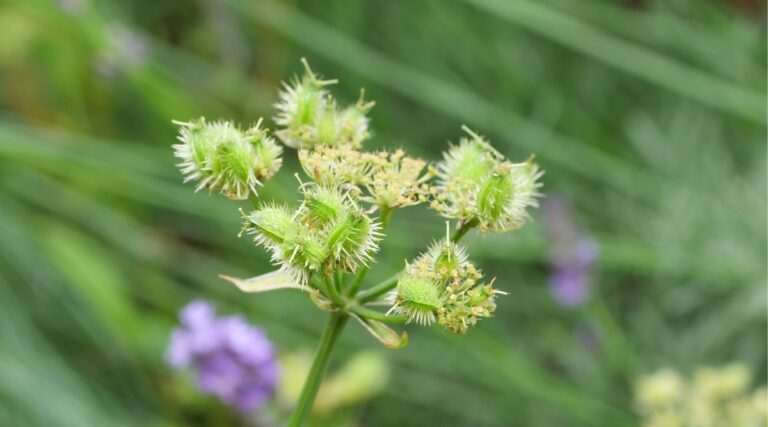 How to Plant, Grow, and Care for Orlaya