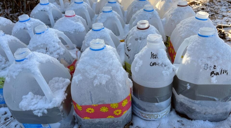 How to Winter Sow Seeds in a Milk Jug