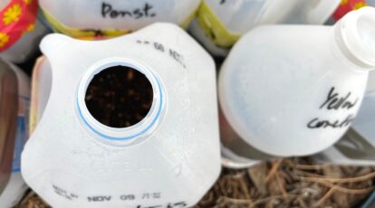 How to Winter Sow Seeds in a Milk Jug