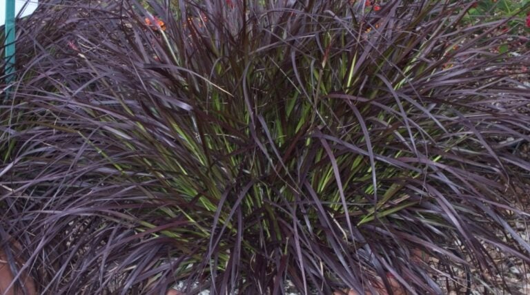 21 Best Ornamental Grasses for Full Sun