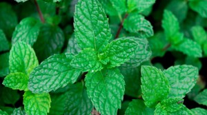 13 Plants That Repel Garden Pests