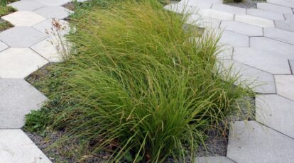 17 Ornamental Grasses You Can Grow From Seed