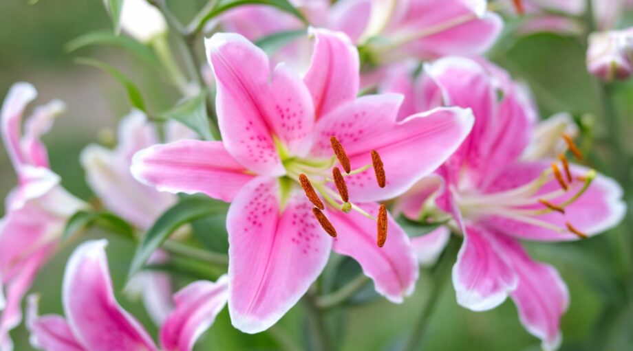 19 Most Fragrant Flowers For Your Cutting Garden