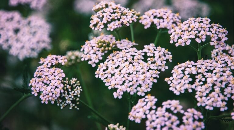 15 Beautiful Yarrow Varieties for Your Garden