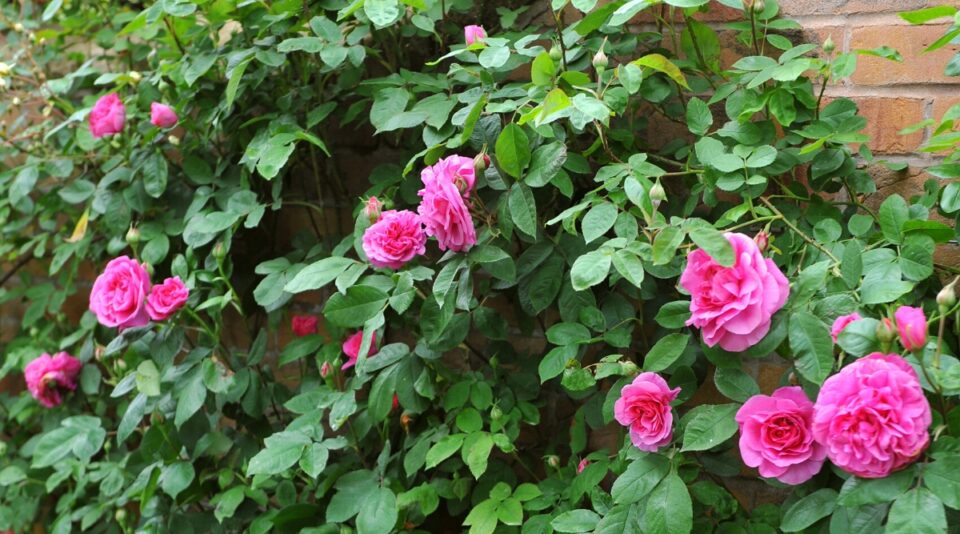 How to Plant, Grow, and Care for Reine des Violettes Roses
