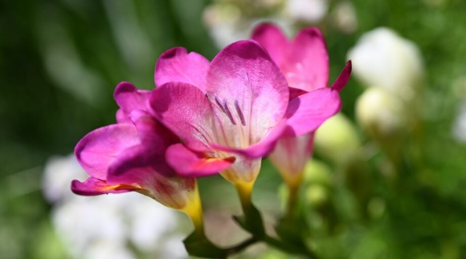 How to Plant, Grow, and Care for Freesia Flowers - Epic Gardening