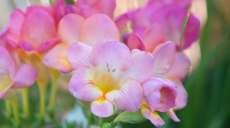 How to Plant, Grow, and Care for Freesia Flowers - Epic Gardening