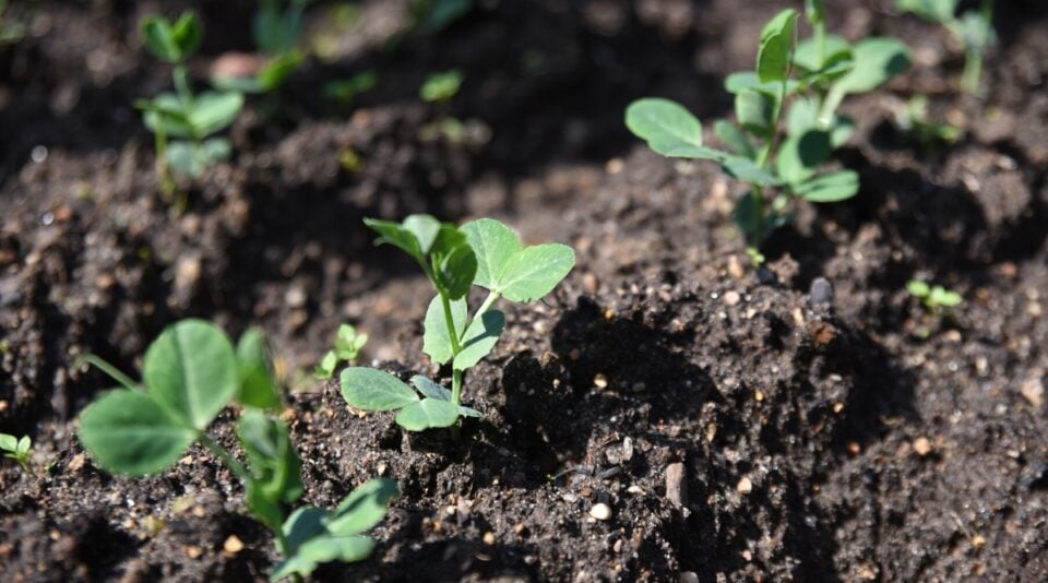 20 Seeds You Can Direct Sow in Winter