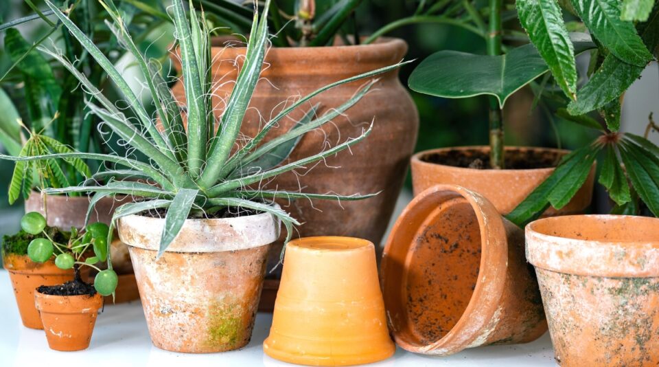 29 Beginner Tips for Growing Plants in Pots and Containers
