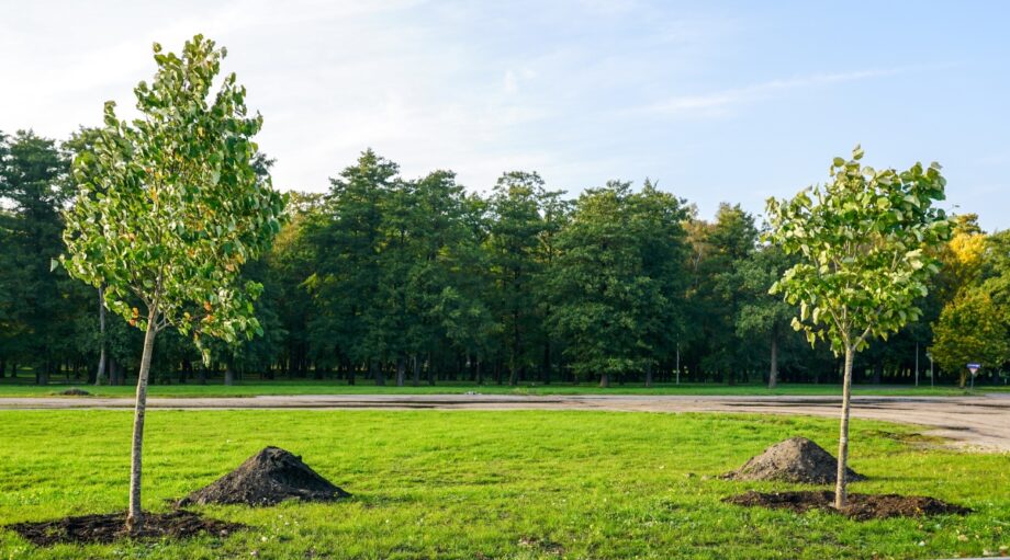 How Much Water do Trees Need?