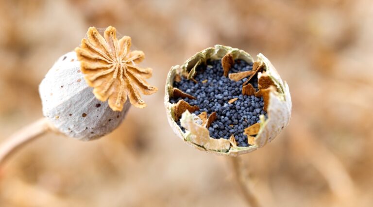 How to Plant, Grow, and Care for Iceland Poppies